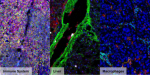 Imaging Mass Cytometry (IMC) - Aliri Bioanalysis